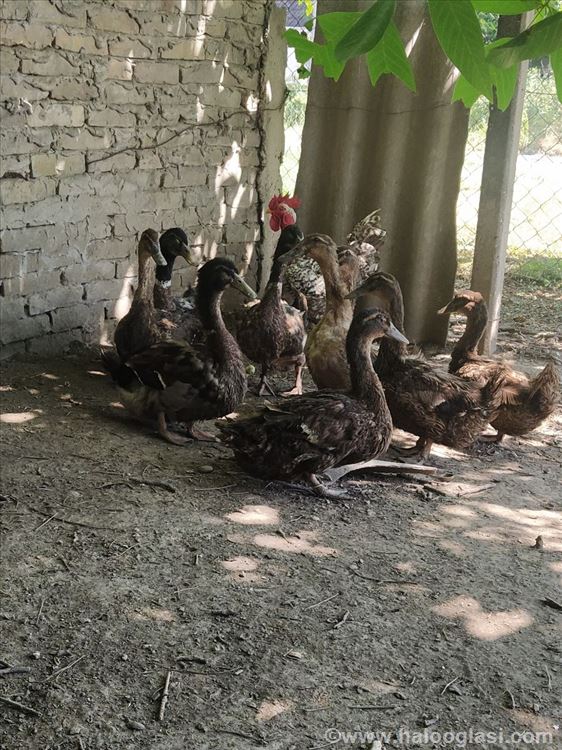 Ruanske patke | Halo Oglasi