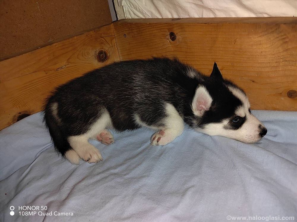 Sibirski haski , štene | Halo Oglasi