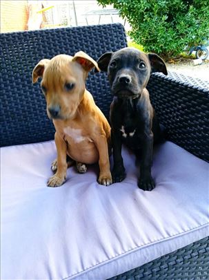 Prodaja pasa i psi na poklon Pit bul terijer | Halo oglasi