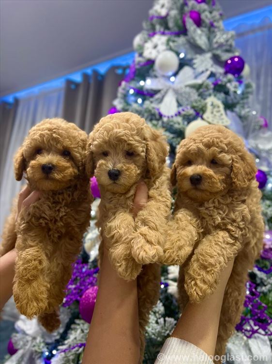 Stenci mini pudlice | Halo Oglasi