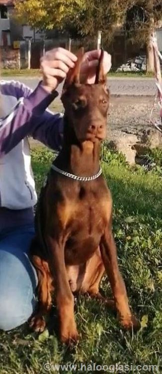 Doberman, štene | Halo Oglasi