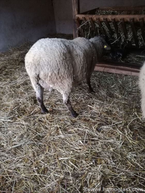 Saflok ovca sa jagnjetom | Halo Oglasi