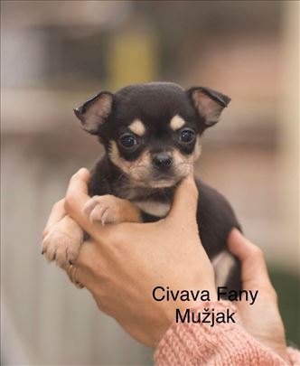 Prodaja pasa i psi na poklon Čivava | Halo oglasi