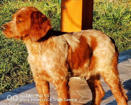 Prodaja pasa i psi na poklon Epanjel breton | Halo oglasi
