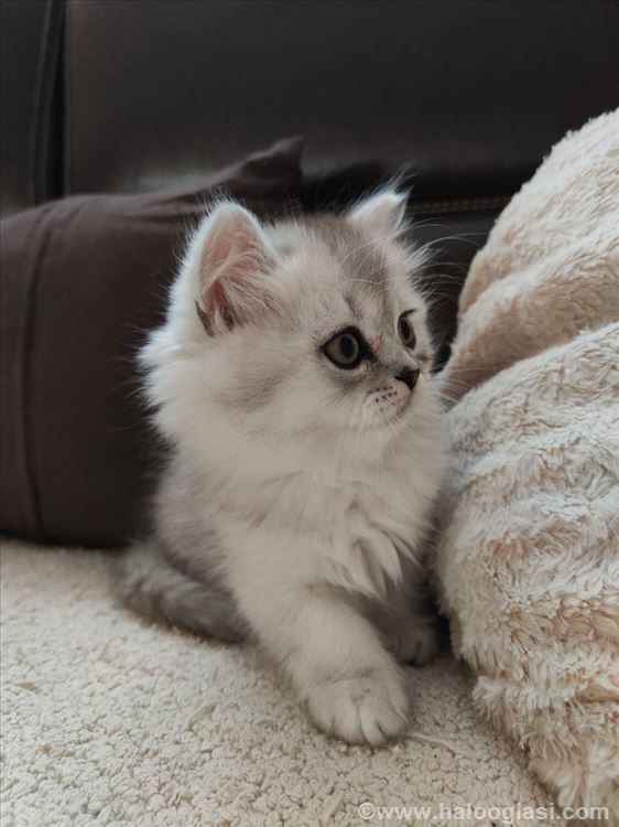 Škotski srebrni decak, mače | Halo Oglasi