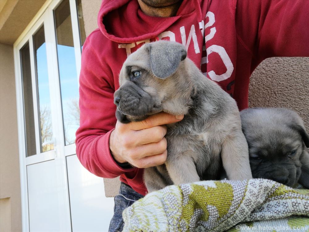 Cane Corso ( kane korso ) štenci | Halo Oglasi