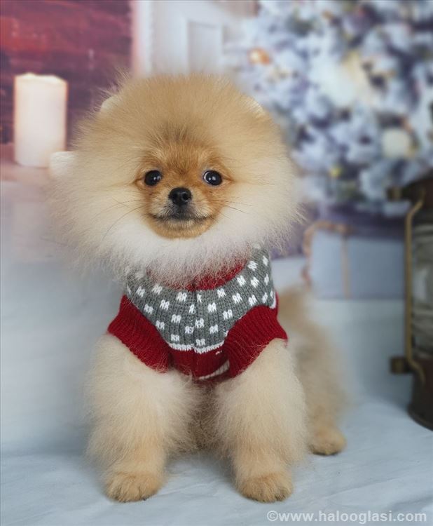 Pomeranac Boo | Halo Oglasi