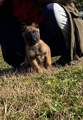 Prodaja pasa i psi na poklon Malinoa, Belgijski ovčar | Halo oglasi
