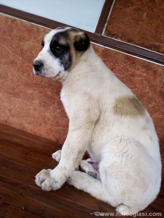 Srednjeazijski ovčar, štene | Halo Oglasi