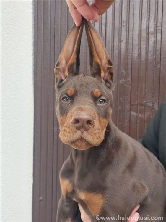 Doberman, štene | Halo Oglasi