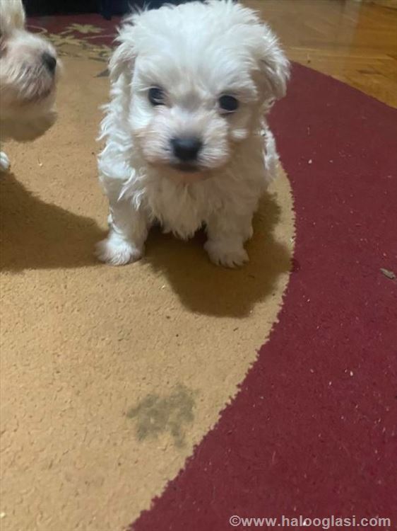 Maltezeri oba pola | Halo Oglasi