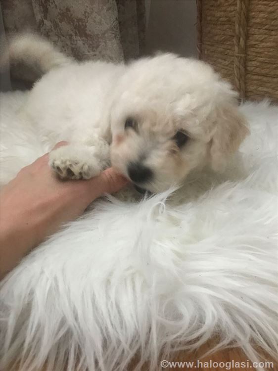 Kovrdžavi bišon, štene | Halo Oglasi