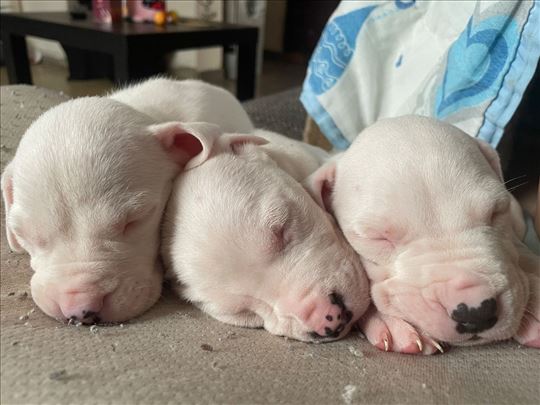 Prodaja pasa i psi na poklon Argentinska doga | Halo oglasi