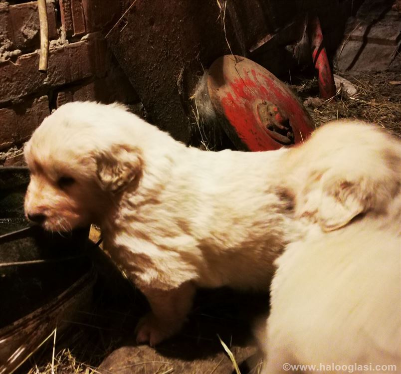 Šarplaninci bele boje , štenad | Halo Oglasi