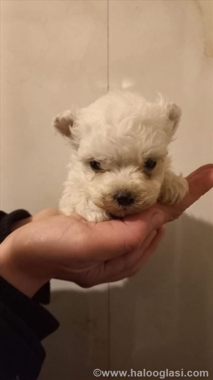 Kovrdžavi bišon, štene | Halo Oglasi