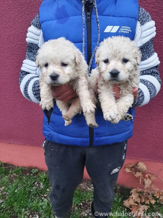 Vojvođanski pulin, štene | Halo Oglasi