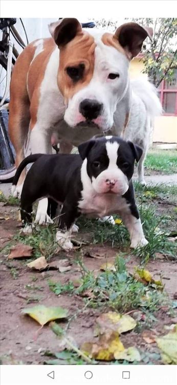 Stafordski bul terijer , štene | Halo Oglasi