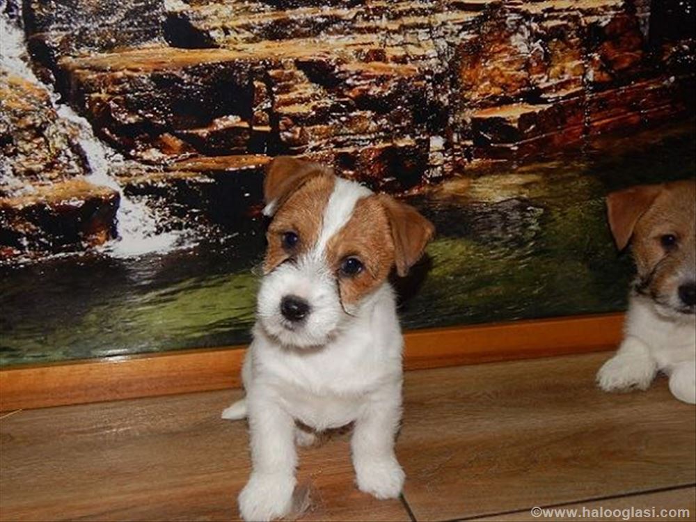 Džek Rasel terijer, vrhunskog porekla | Halo Oglasi