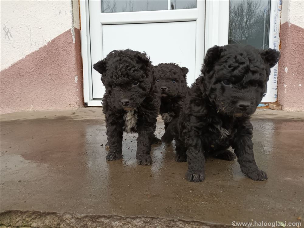 Vojvođanski pulin, štene | Halo Oglasi