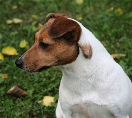 Prodaja pasa i psi na poklon Džek Rasel terijer | Halo oglasi