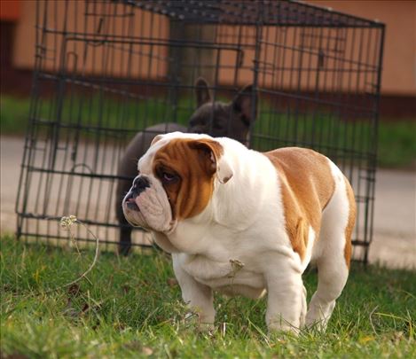 Prodaja pasa i psi na poklon Buldog | Halo oglasi