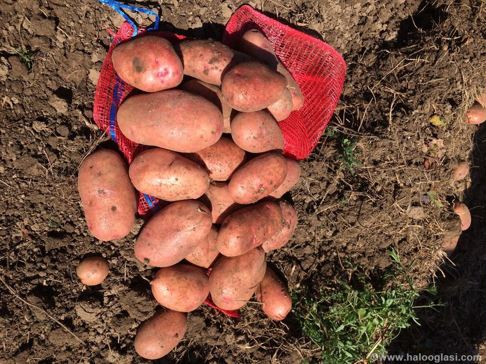 Semenski krompir Ivanjica | Halo Oglasi