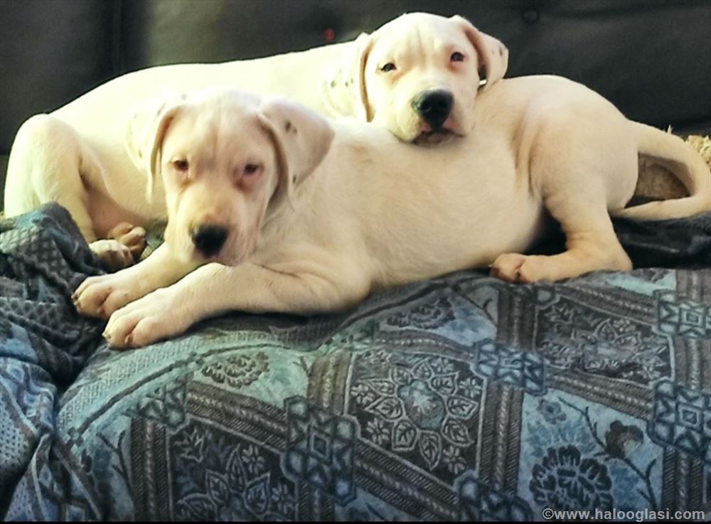 Argentinski pas, štene | Halo Oglasi