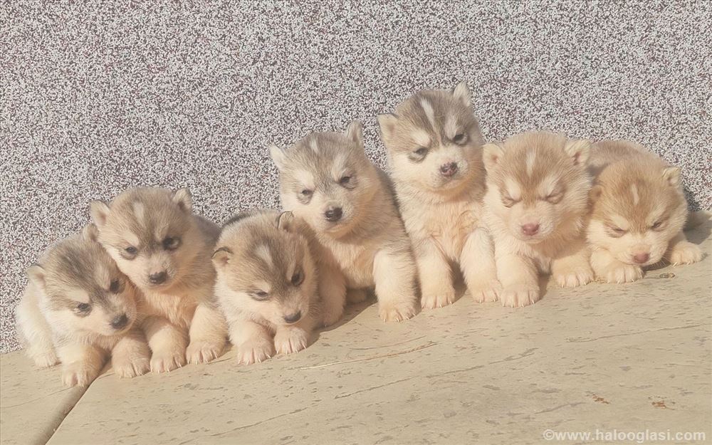 Sibirski haski , štene | Halo Oglasi