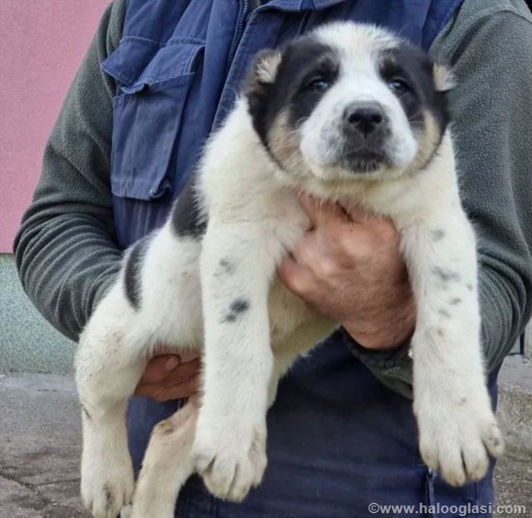 Srednjeazijski ovčar, štene | Halo Oglasi