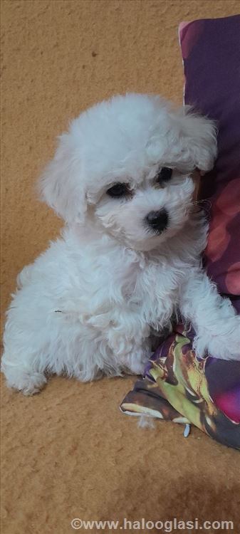 Kovrdžavi bišon, štene | Halo Oglasi