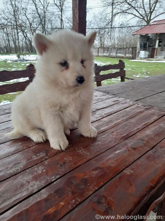 Samojed, štene | Halo Oglasi