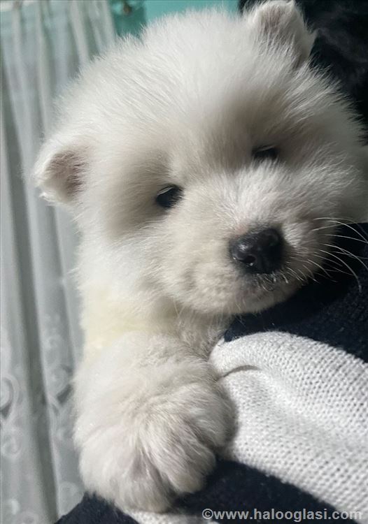 Samojed, štene | Halo Oglasi