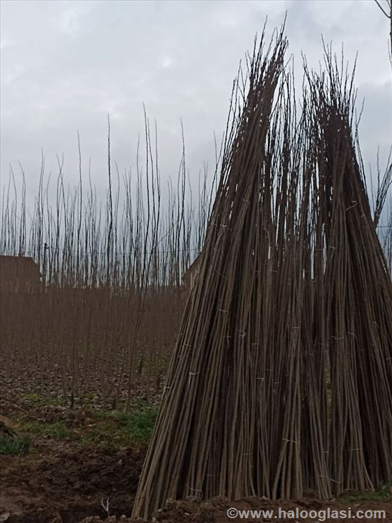 Sadnice topole | Halo Oglasi