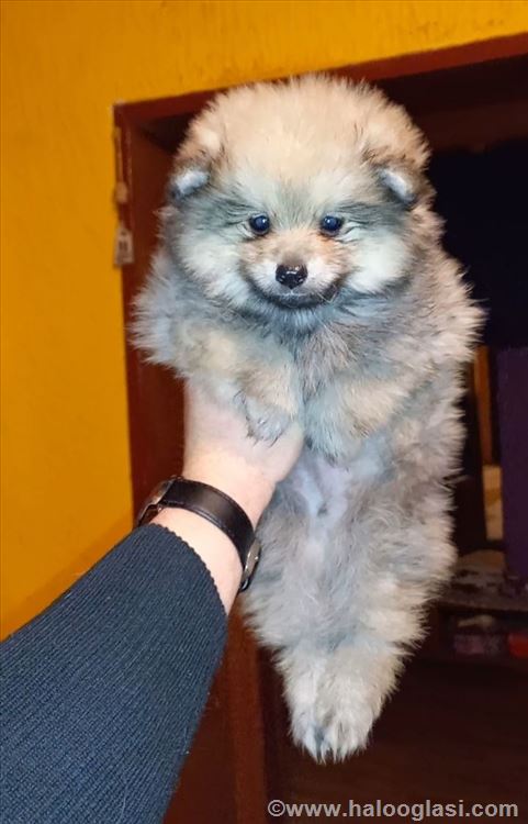 Pomeranac dečak | Halo Oglasi