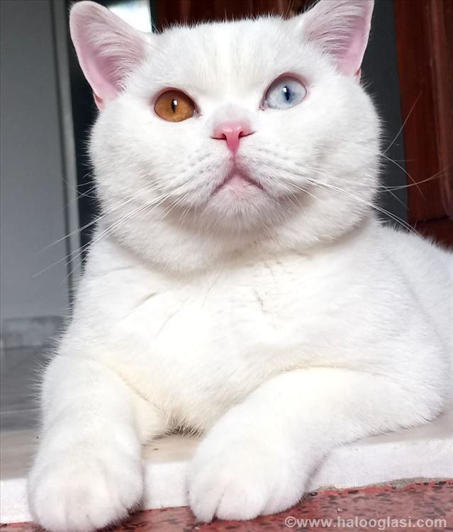 Britanska kratkodlaka, odrasla mačka | Halo Oglasi