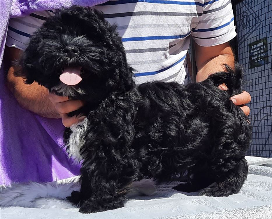 Havanski bišon, štene | Halo Oglasi