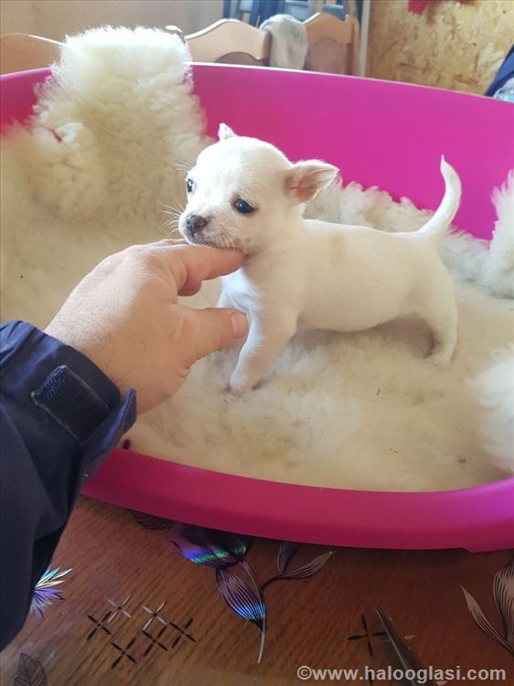 Čivava,vrhunska Mini stenad extra kvaliteta pasos | Halo Oglasi