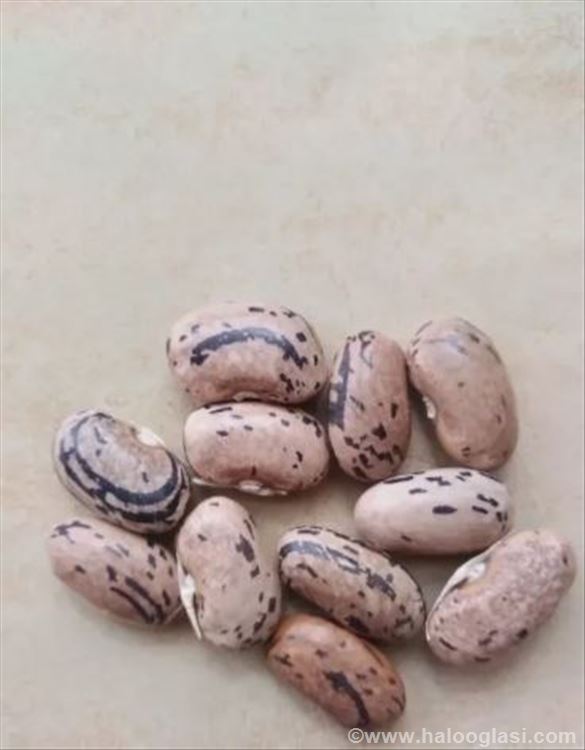 Seme boranije Šumadinka | Halo Oglasi