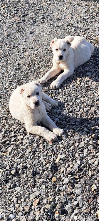 Srednjeazijski ovčar, Azijat | Halo Oglasi