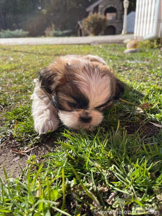 Maltezer sicu cistokrvni stenci | Halo Oglasi