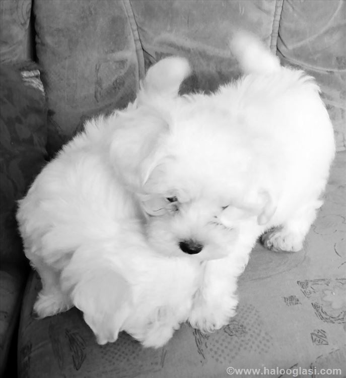 Maltezer , štene | Halo Oglasi