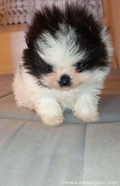 Pomeranac Boo | Halo Oglasi