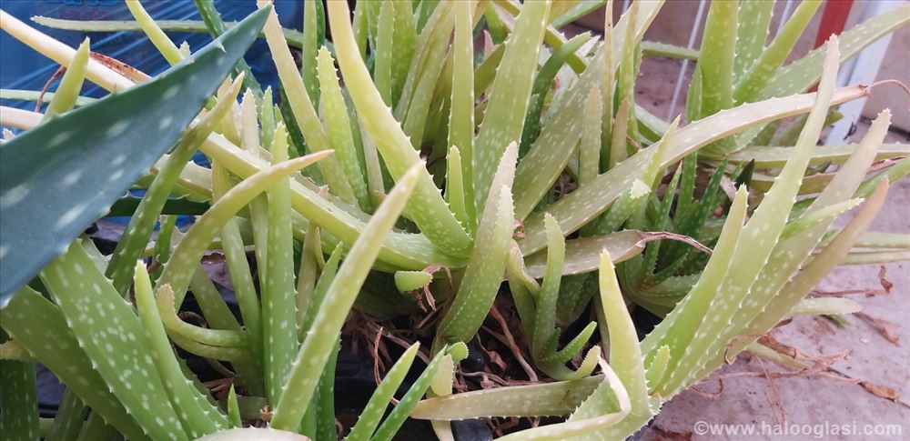 Aloe Barbadensis Miller - Aloja lekovita | Halo Oglasi
