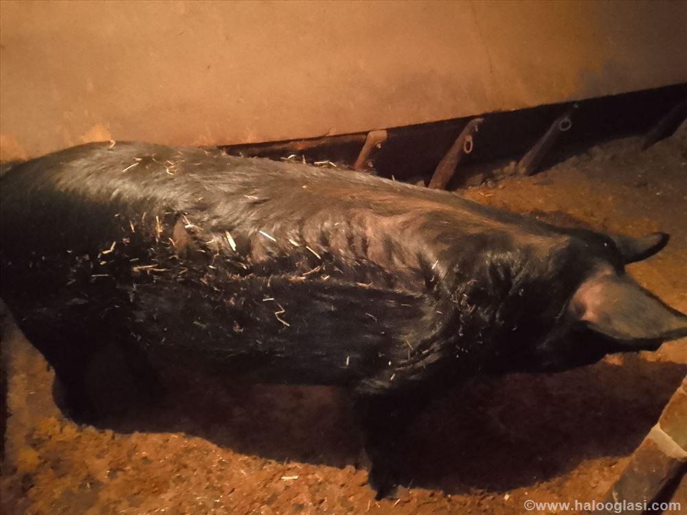 Svinja Moravka | Halo Oglasi