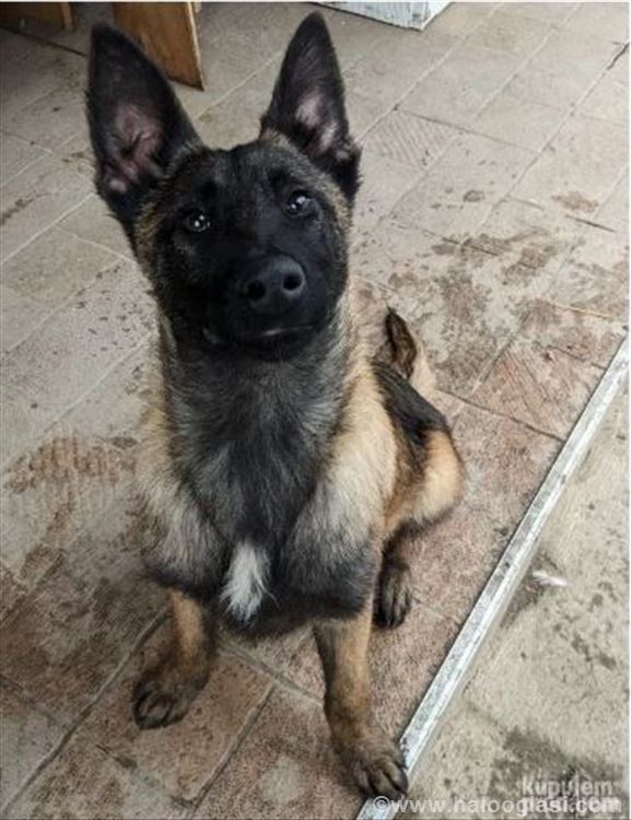 Belgijski ovčar, Malinoa stenci | Halo Oglasi