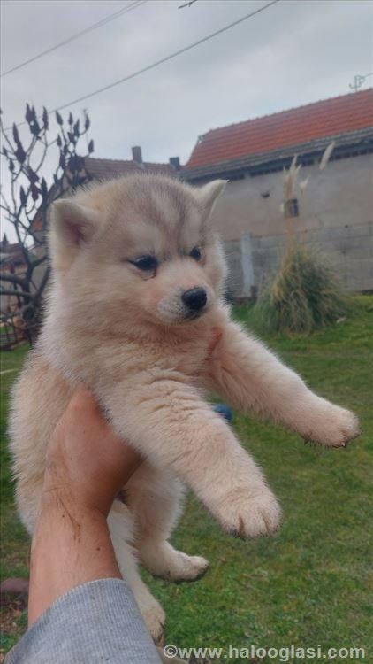 Sibirski haski, stenci | Halo Oglasi