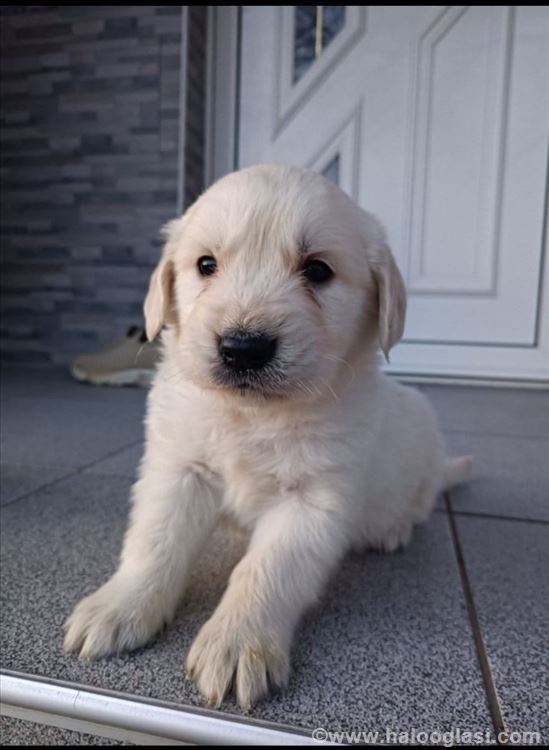 Zlatni retriver, štene | Halo Oglasi