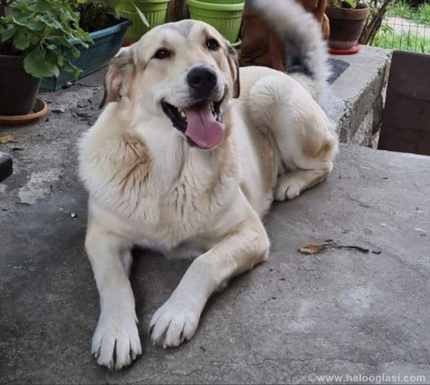 Srednjeazijski ovčar, ženka, na poklon | Halo Oglasi