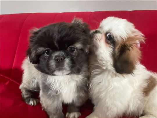 Prodaja pasa i psi na poklon Pekinezer | Halo oglasi