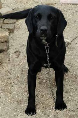 Prodaja pasa i psi na poklon Labrador retriver | Halo oglasi